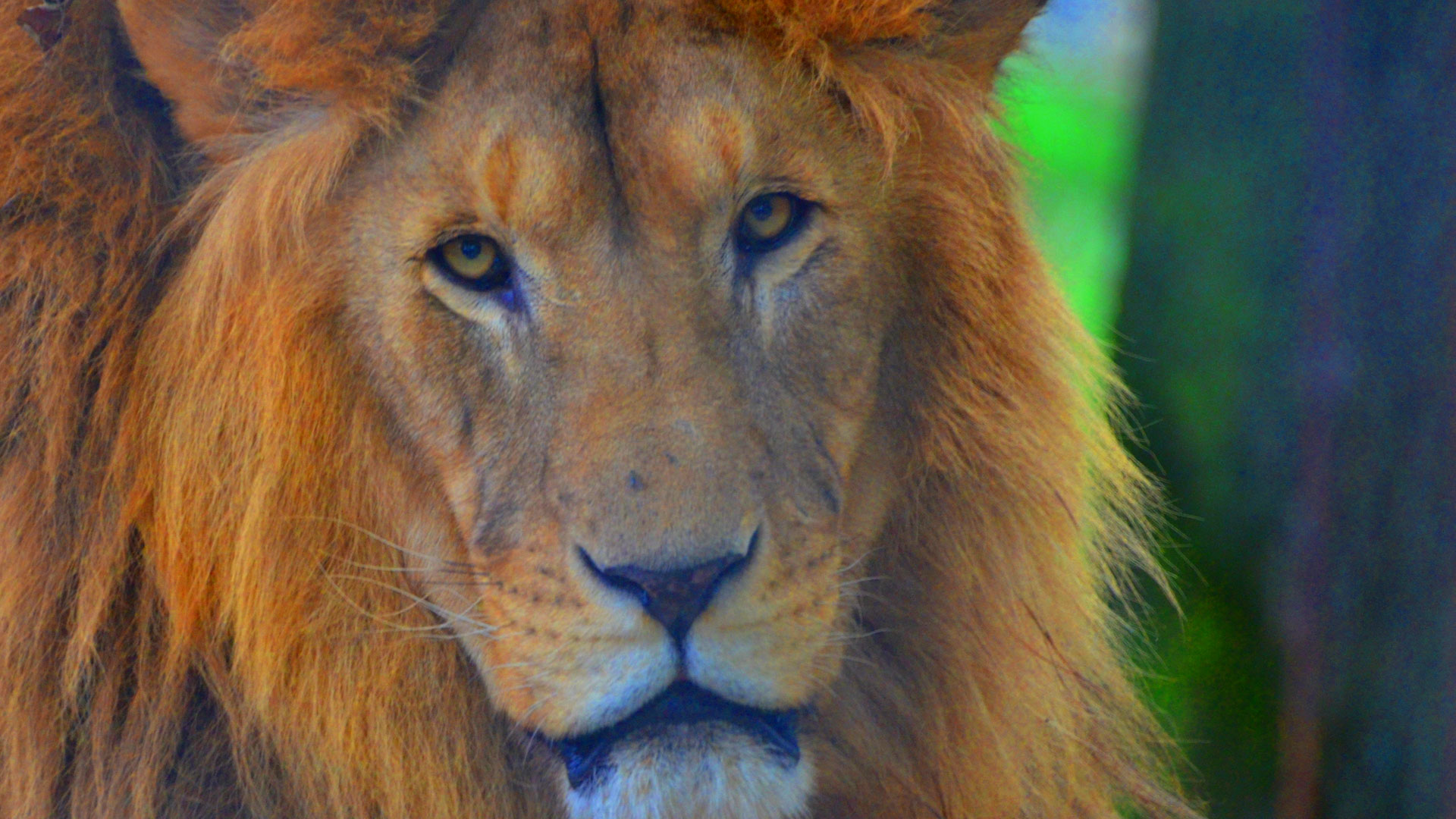 Leu Zoo Resita